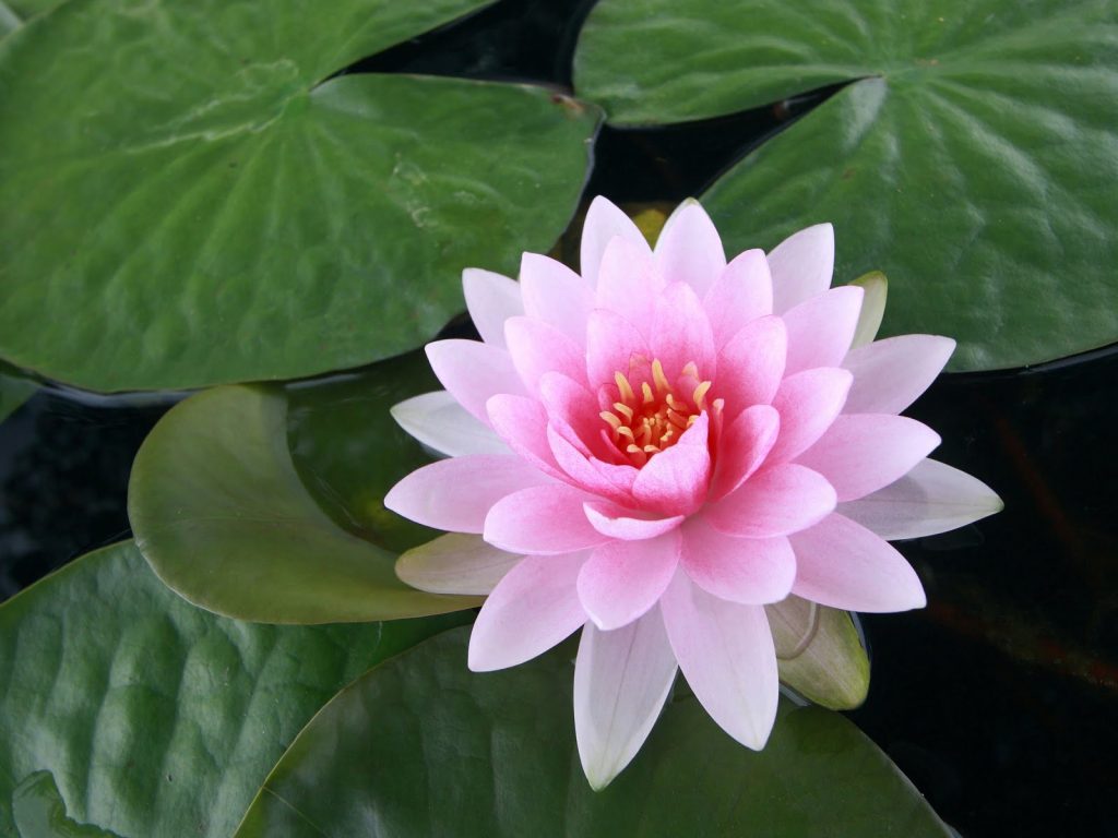 5 Bukti Menarik Tanaman Lotus, Tidak Sama secara Teratai!