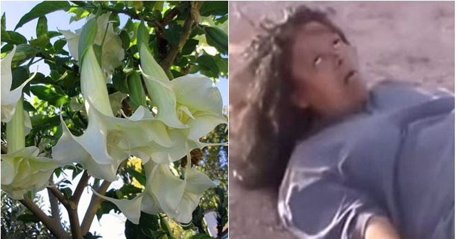 Membedah Arti dan Simbolisme Bunga Terompet