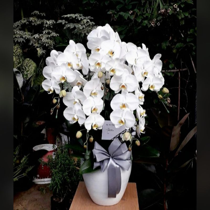 Kenali 3 Bunga Nasional Indonesia Yang Elok dan Unik