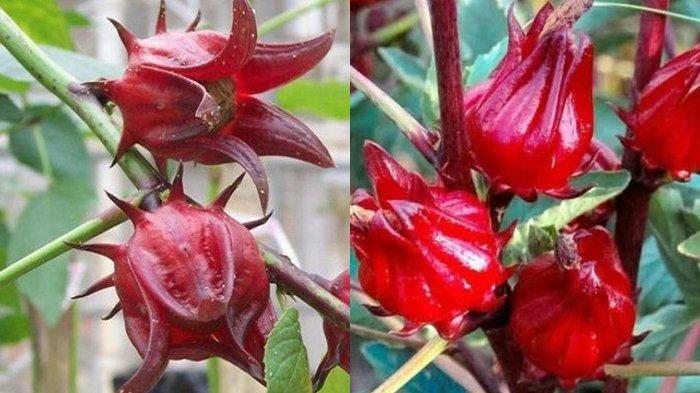 6 Tipe Bunga Elok Ini Dapat Dimakan dan Punyai Banyak Manfaat