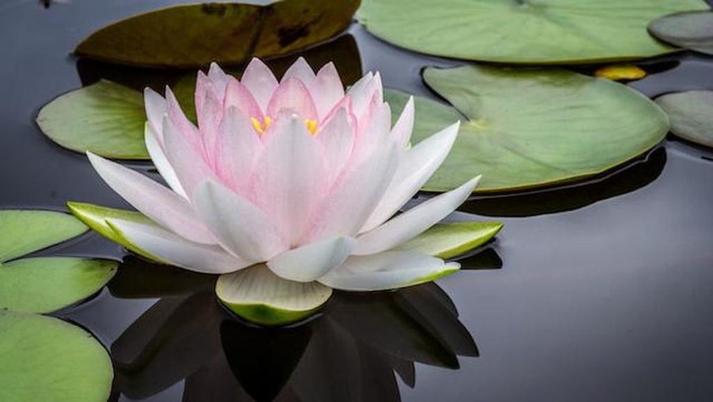 Mengenali Bunga Teratai, Ciri-ciri, Tipe, dan Faedahnya