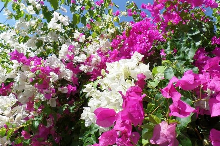 6 Bukti Menarik Bunga Bugenvil, Elok dan Lambang Nafsu